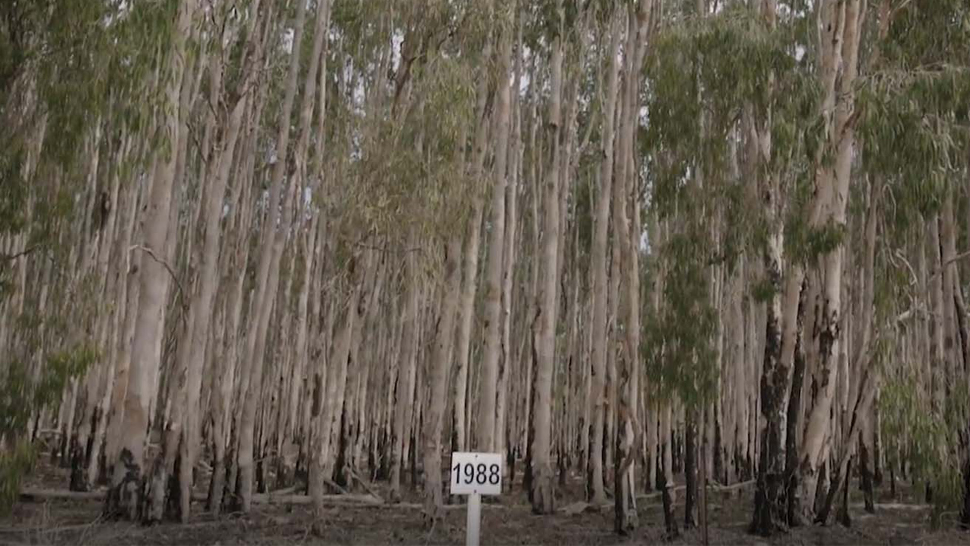 Sowing seeds for stronger rehabilitation | Global