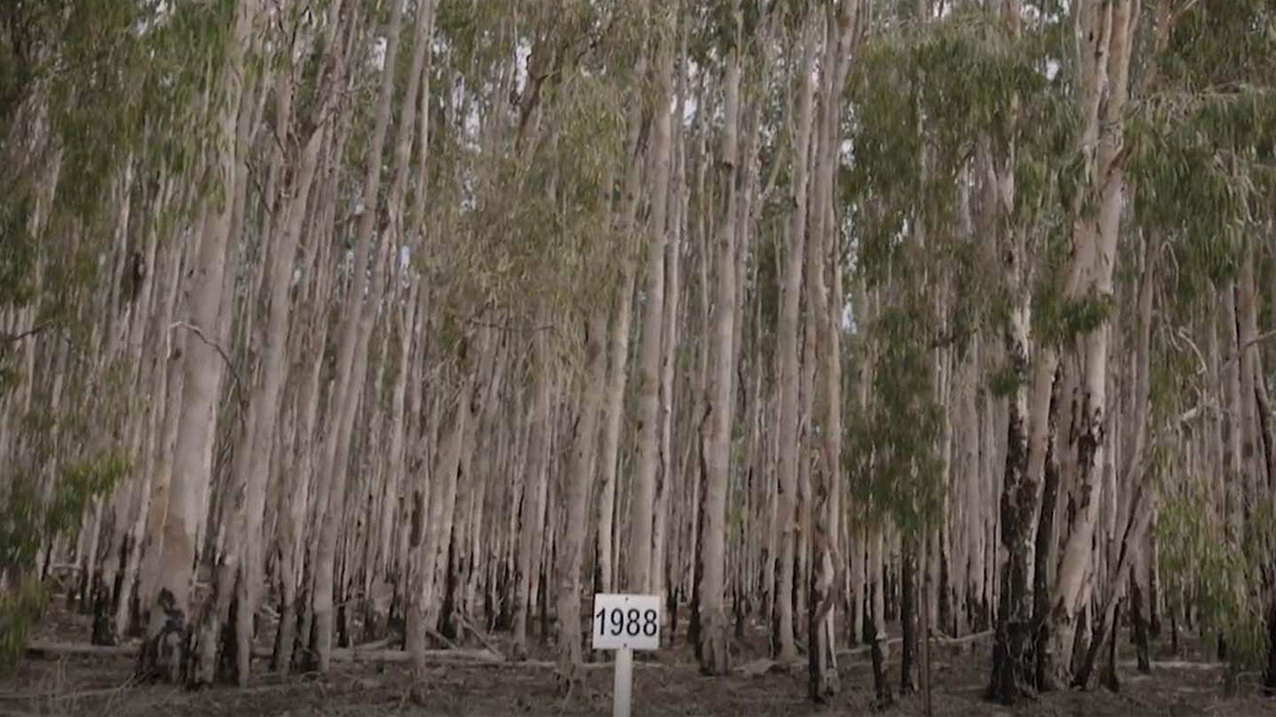 Sowing seeds for stronger rehabilitation | Global