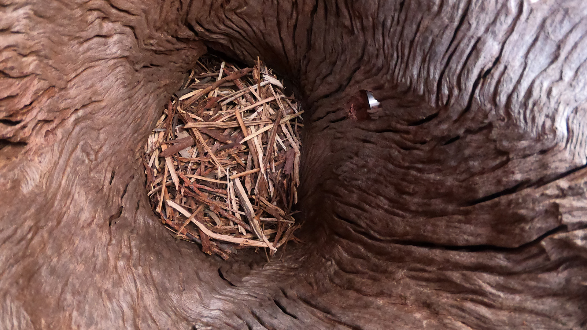 Using AI to help conserve “Ringo Starr” bird hollows | Global
