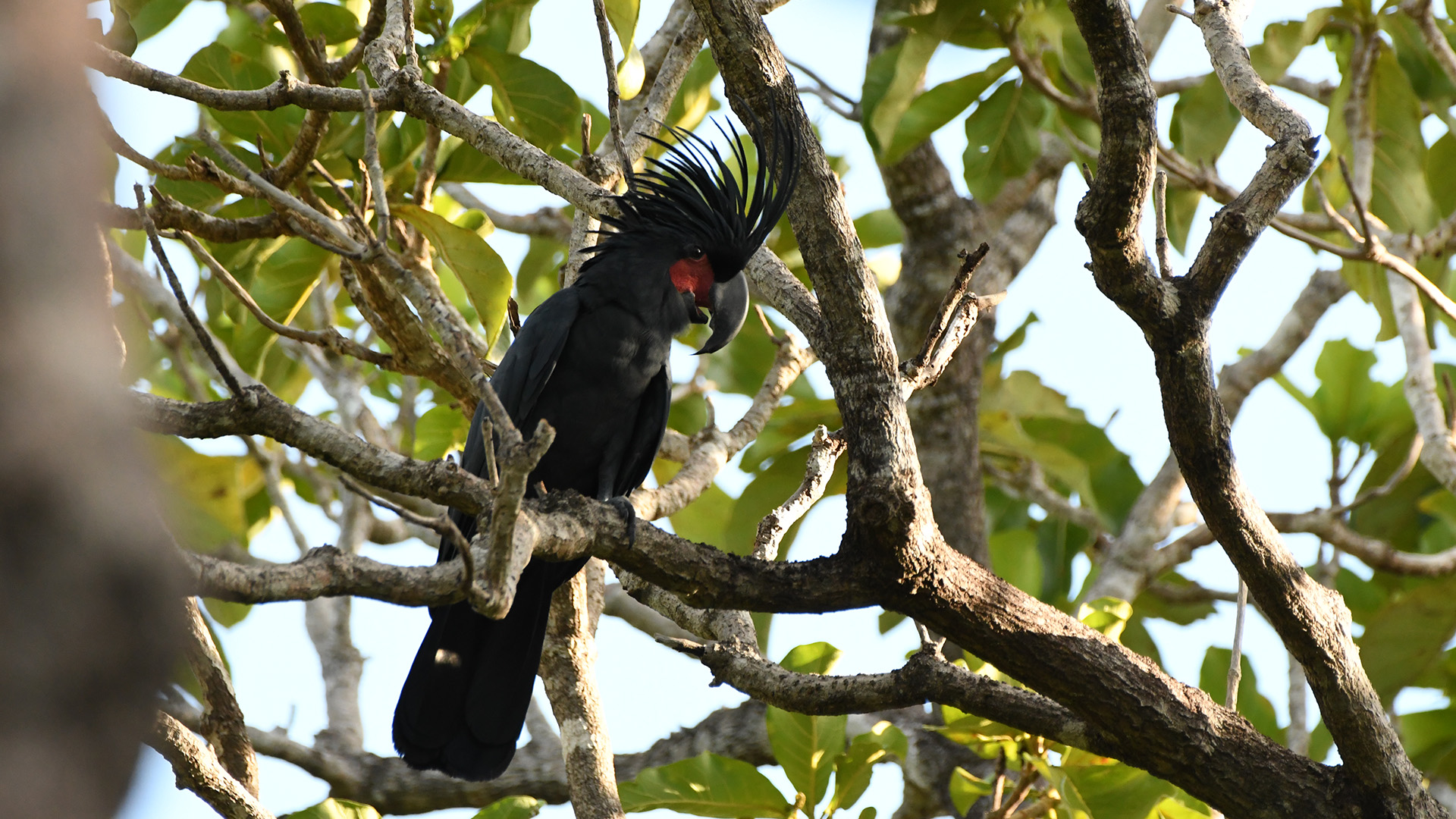 Using AI to help conserve “Ringo Starr” bird hollows | Global