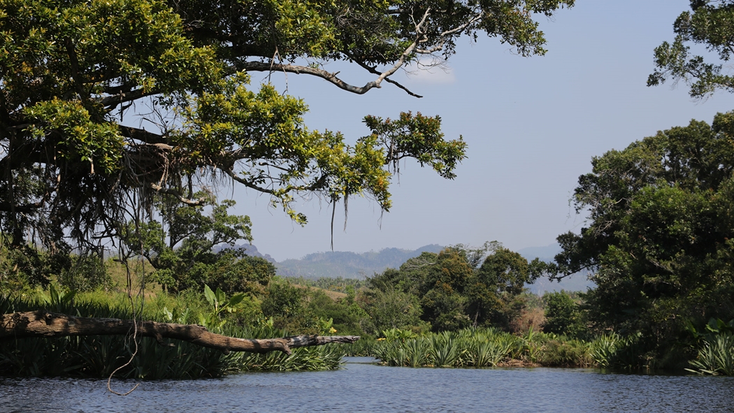 Nature solutions | Global